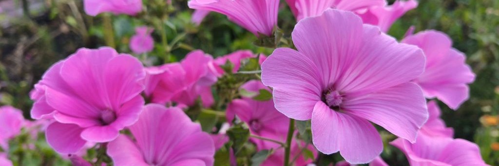 Ольга Анищенко. Жизнь в кадре.