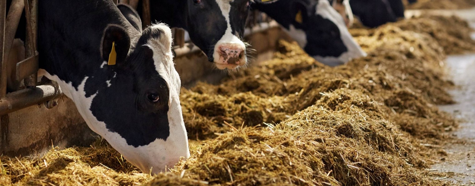 TOPIX GROUP  | Оборудование для животноводства