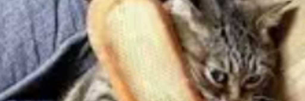 PvZ fusion — канал для fusion