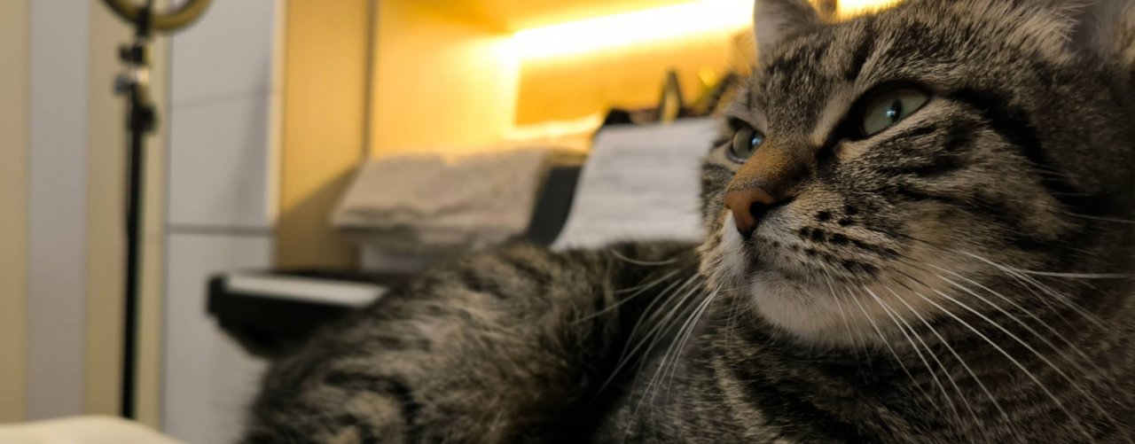 КотоНоты