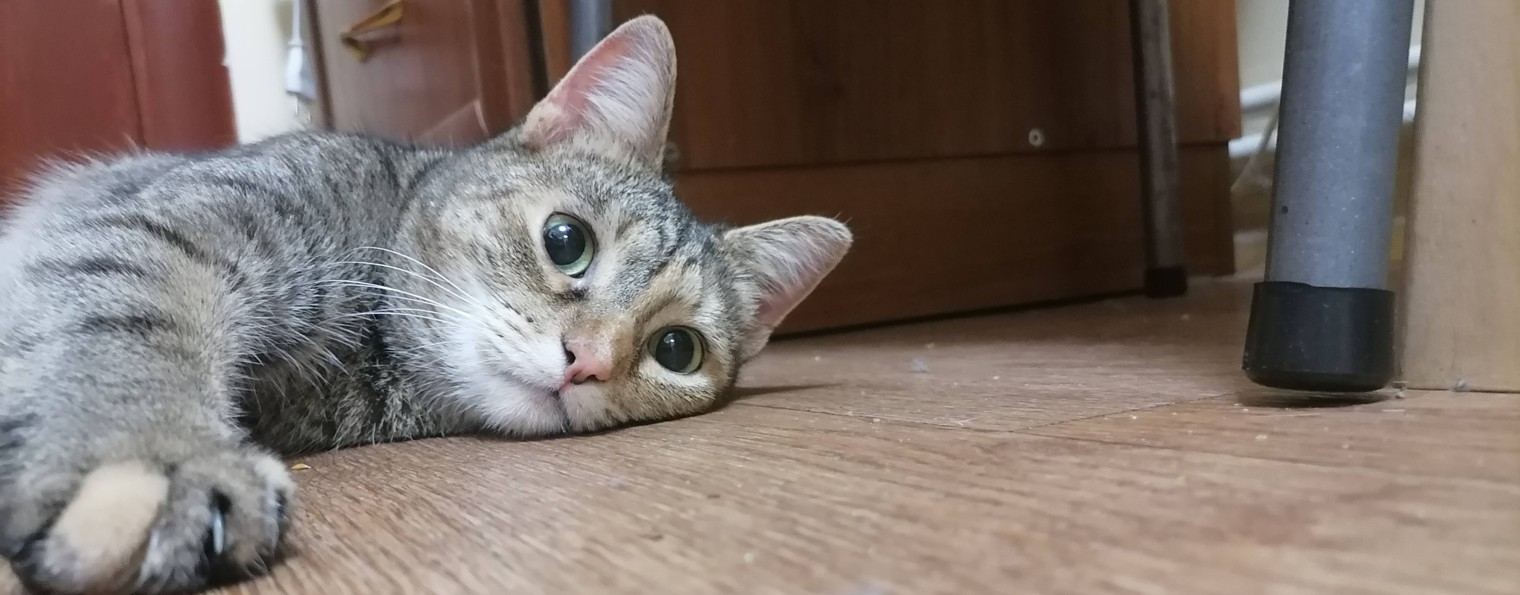 Тимофей