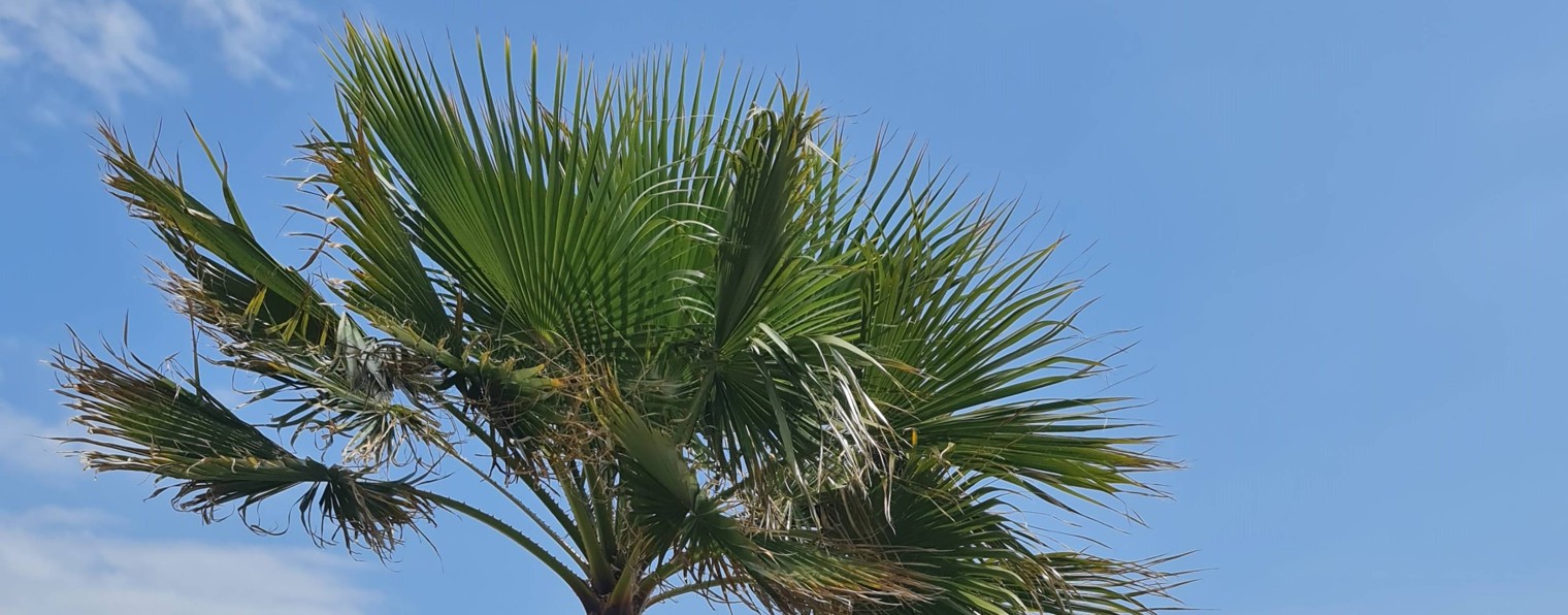 Без прикрас