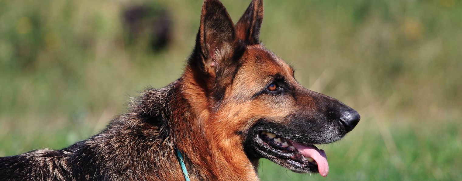 Московская овчар-команда