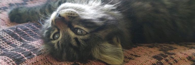 Тимофей Проходит Игры