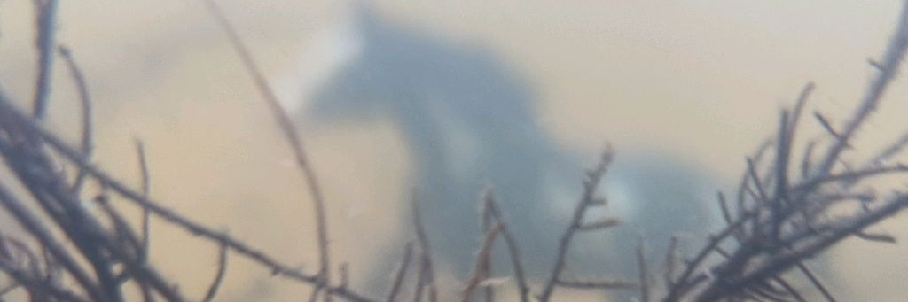 Шляйх Collection Клуб 🐎 Эмауз