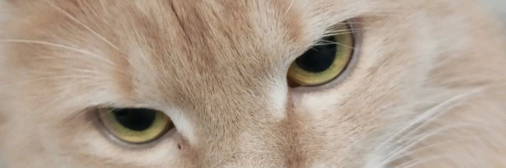 ❄️Пепелица❄️