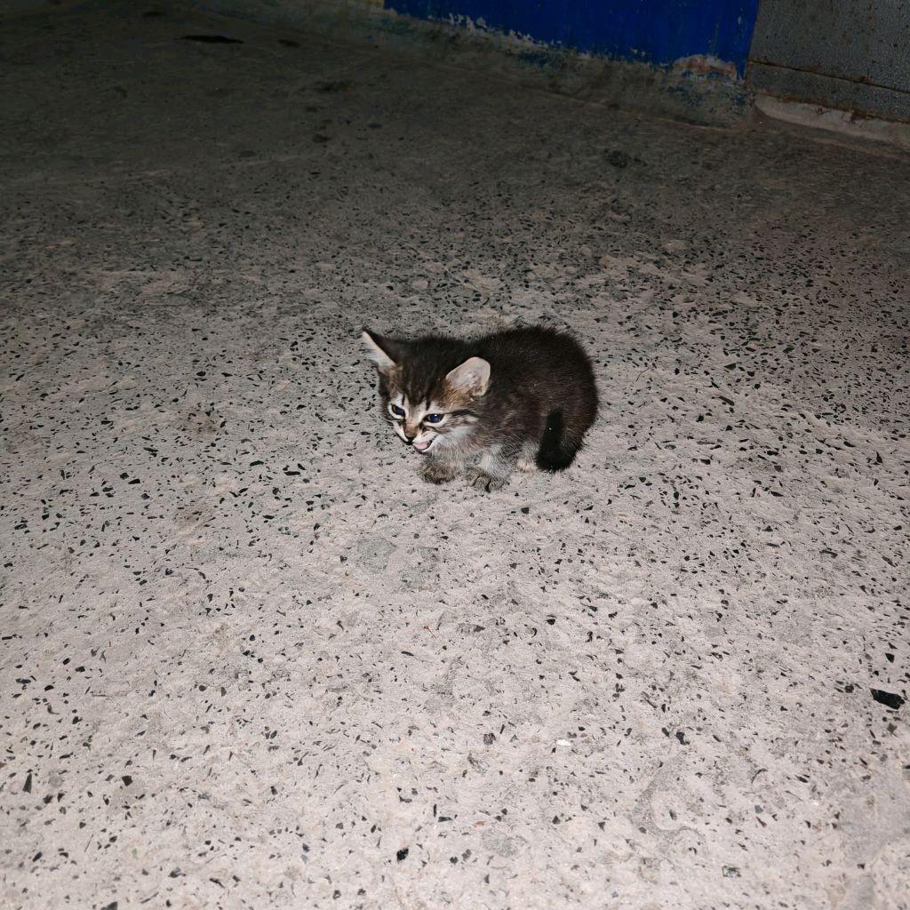 Китикет