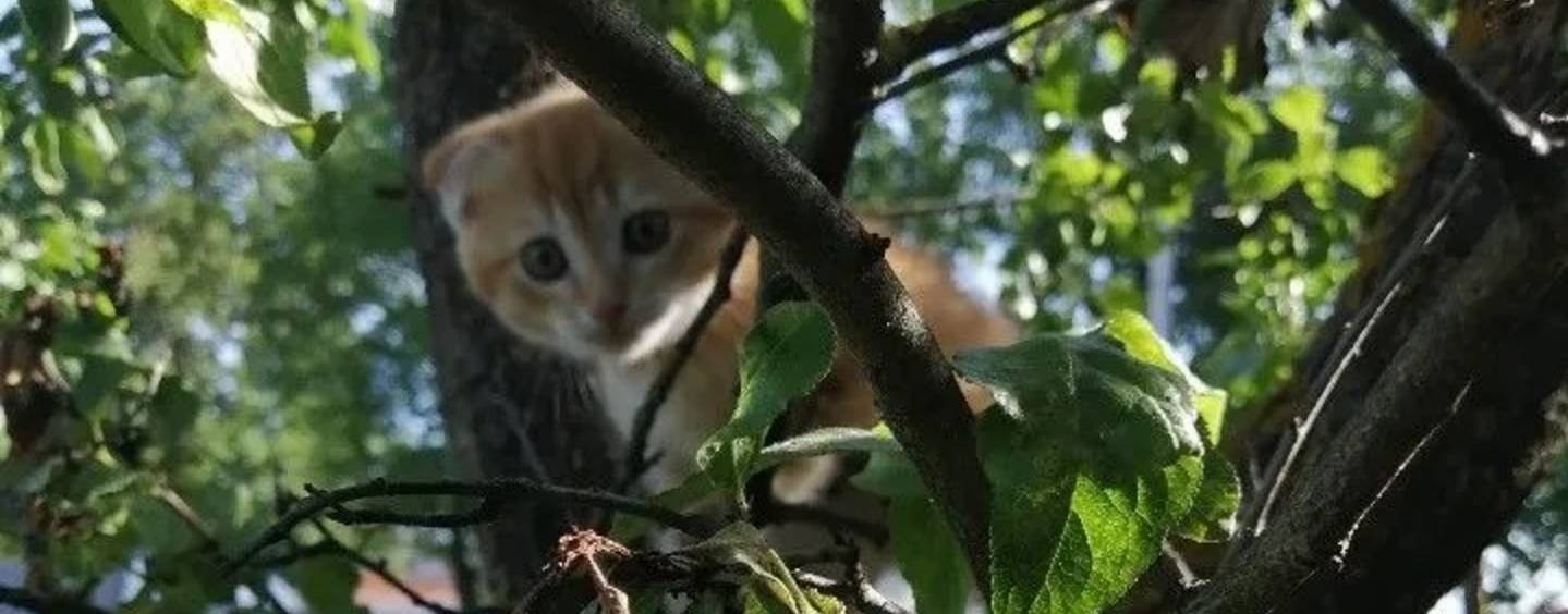 Марина Харыбина