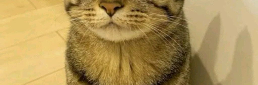 Котик амонг ас😺