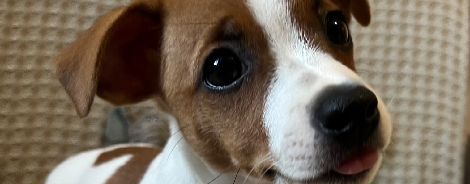 JackRussellTerrierRoxy