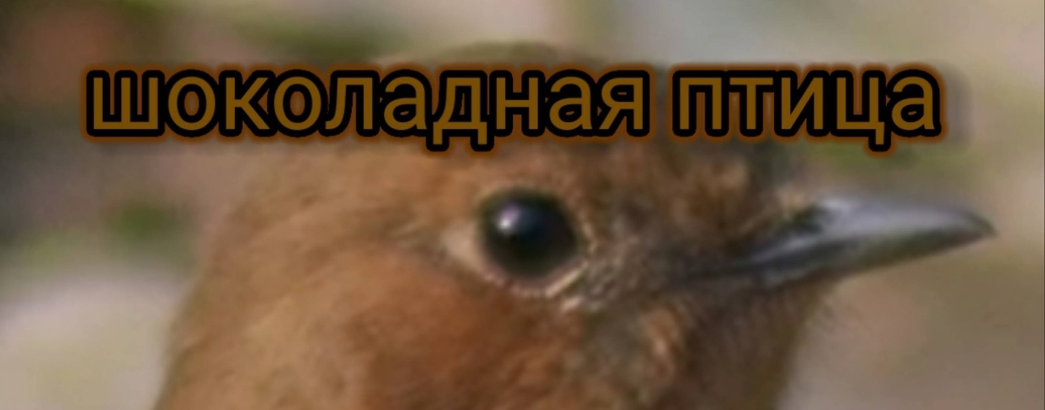 Шоколадная птица