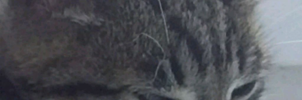 (~~~🐱Котик Соня🐱~~~)