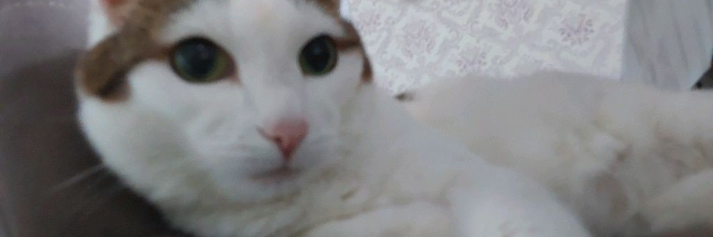 Nikita