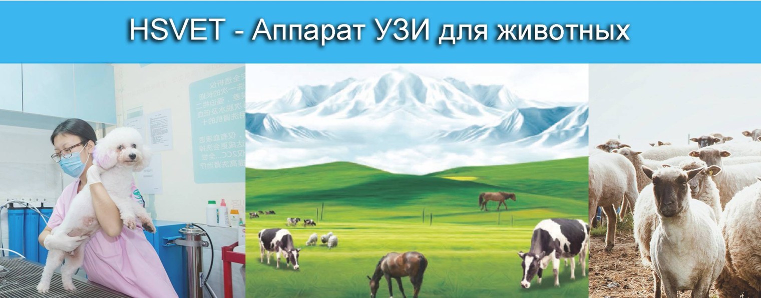 HSVET - Аппарат УЗИ для животных