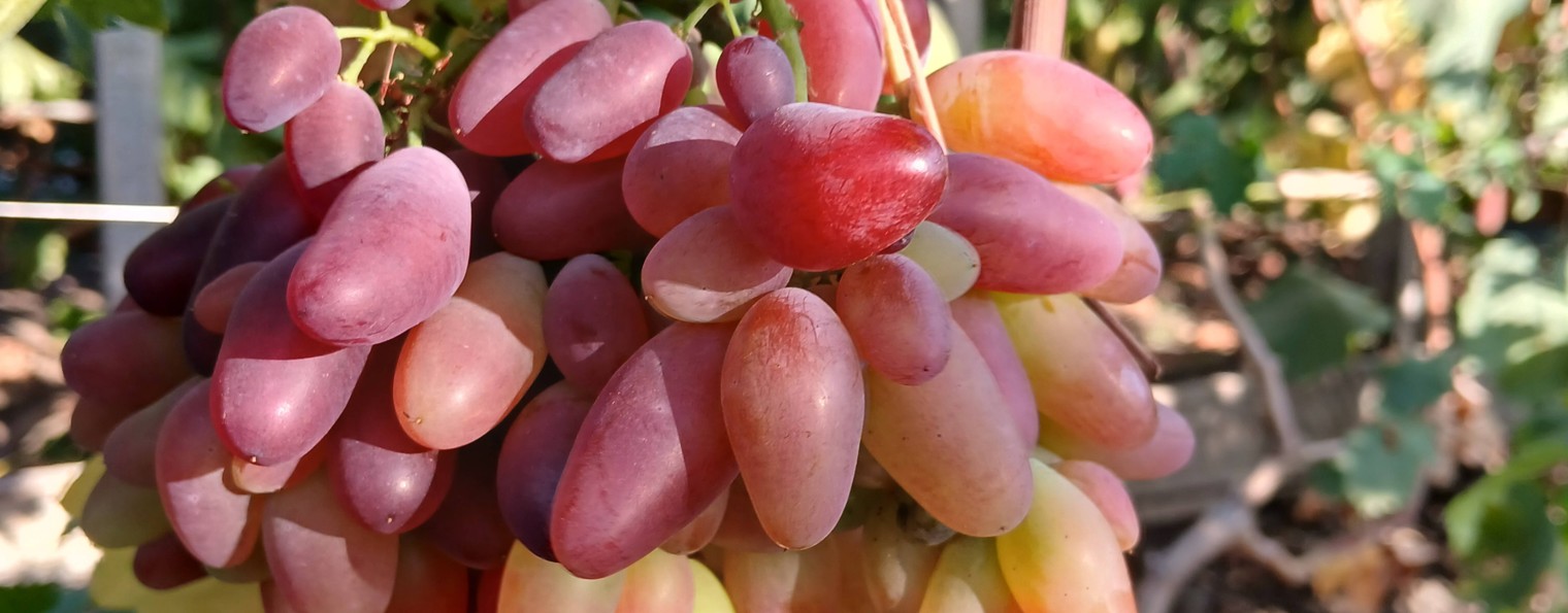 Виноградник-Новолаба