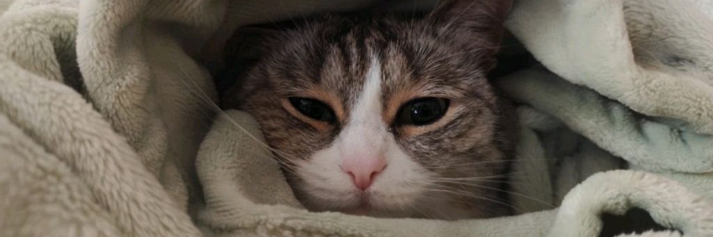 Лучшие друзья