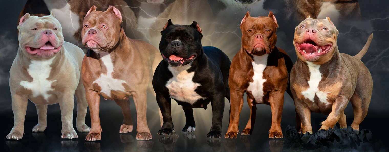 Royal Bully House