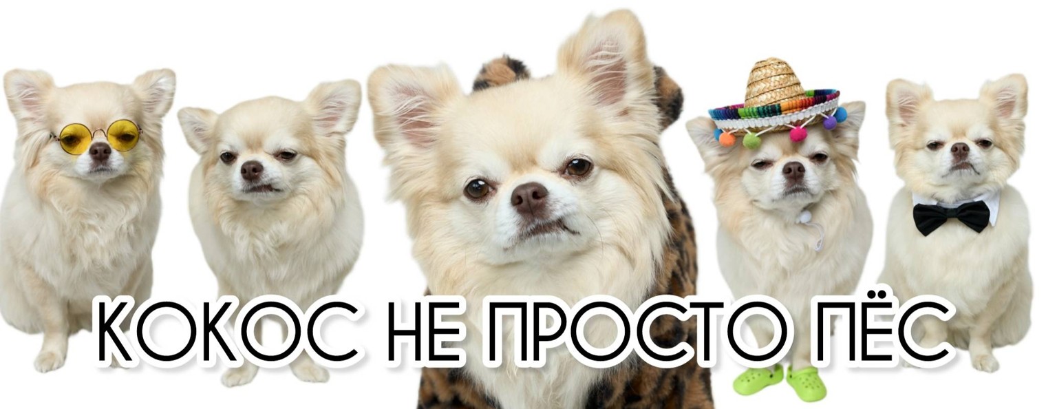 Кокос не просто пёс