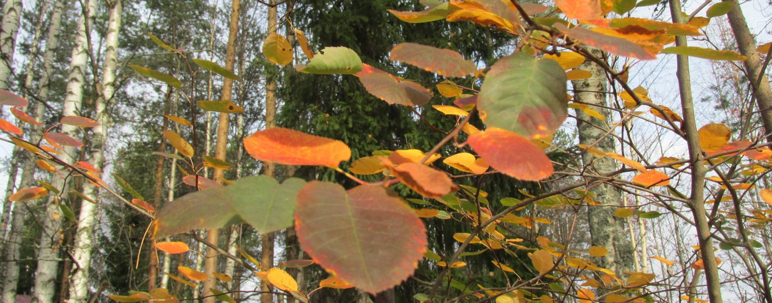 ДЛЯ ДУШИ НАДЕЖДА