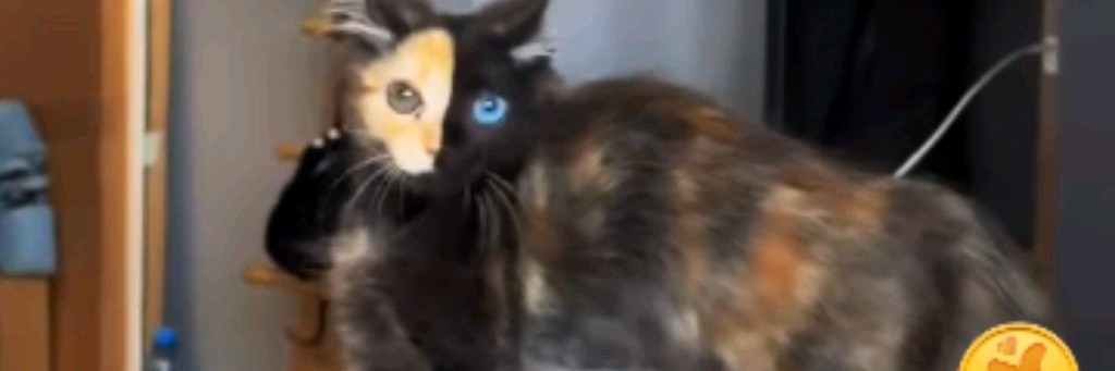 ⭐🎄волчица Соня🎄⭐