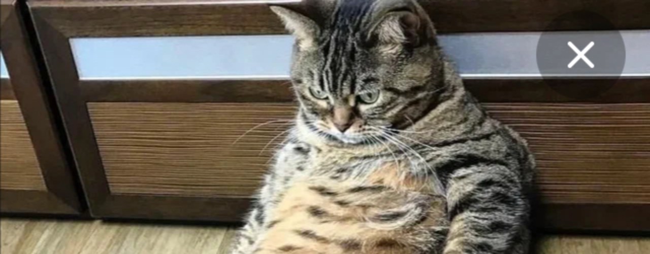 Мистер курапаточка