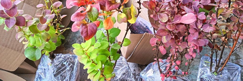 Питомник Туй в Сибири у Лилии