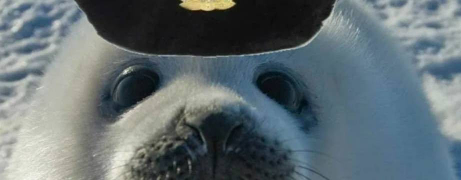 про глупенького тюленя в роблокс