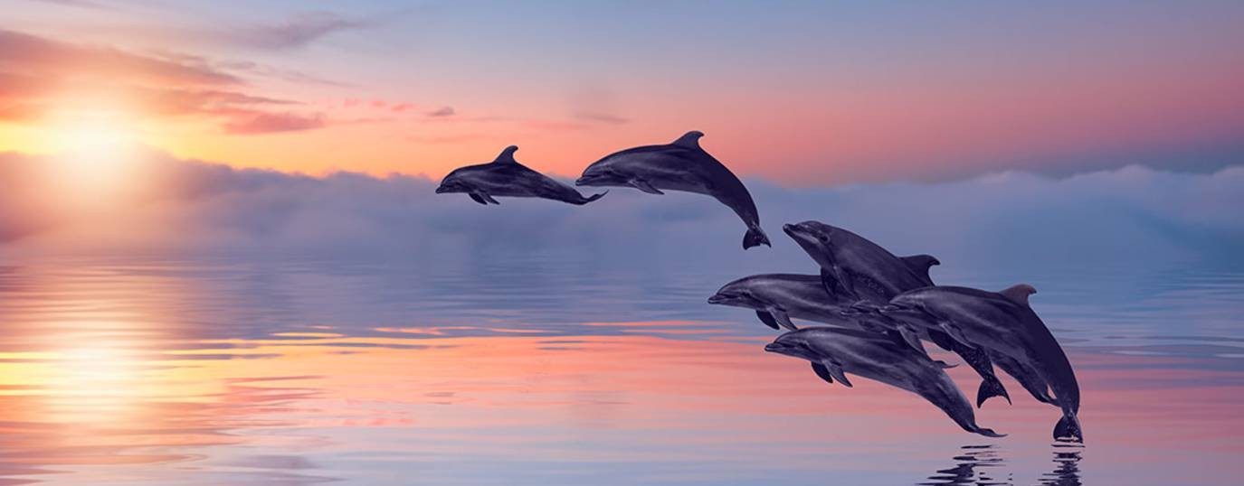 Юнгианская школа Ольги Гуляевой