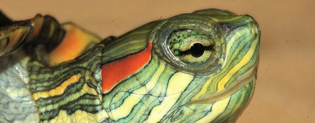 Блонди и Пинчер