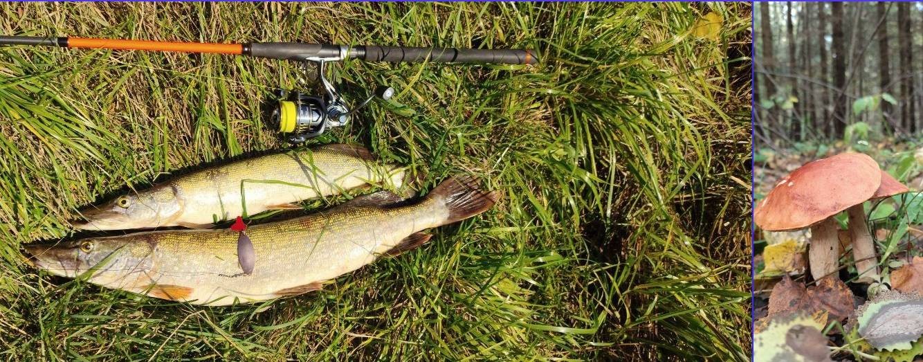 Рыбалка и грибы.