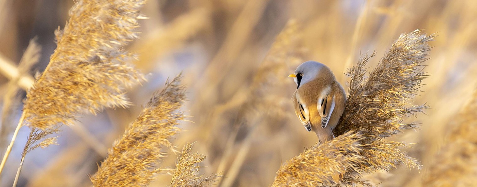 Неизвестная Планета