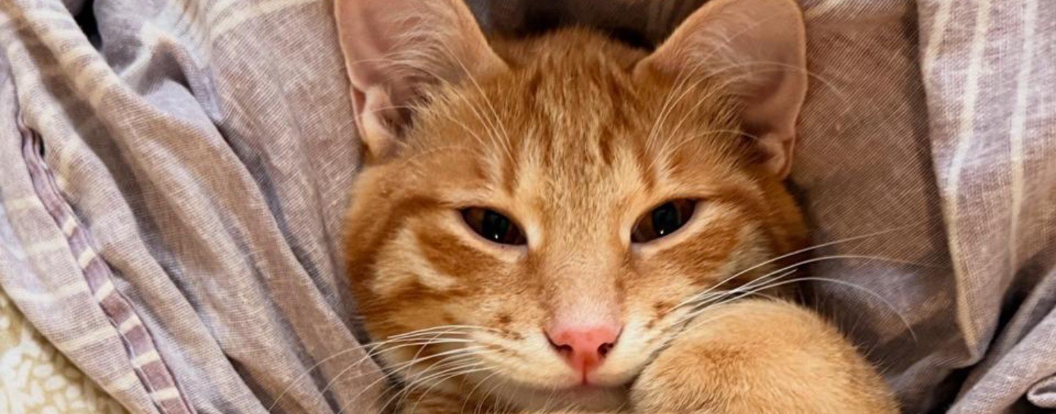 Усатые мушкетеры