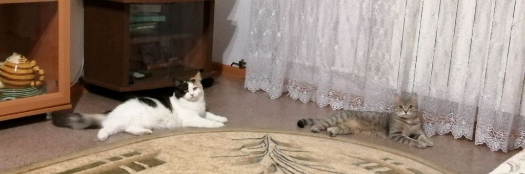 Кошачья жизнь