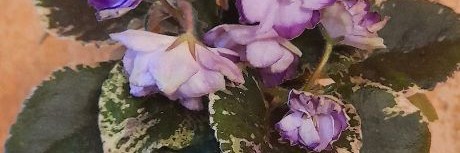 Выращиваю Цветы С Любовью