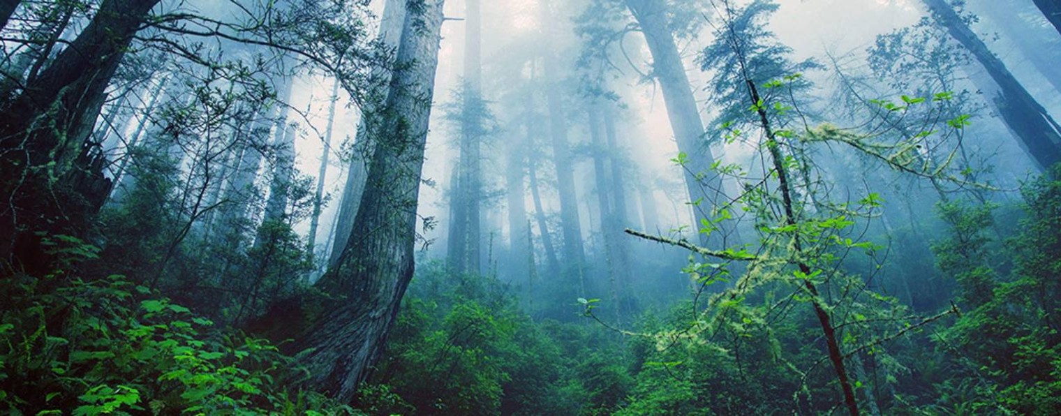 𝕱 𝖔 𝖝   𝕻 𝖑 𝖆 𝖞