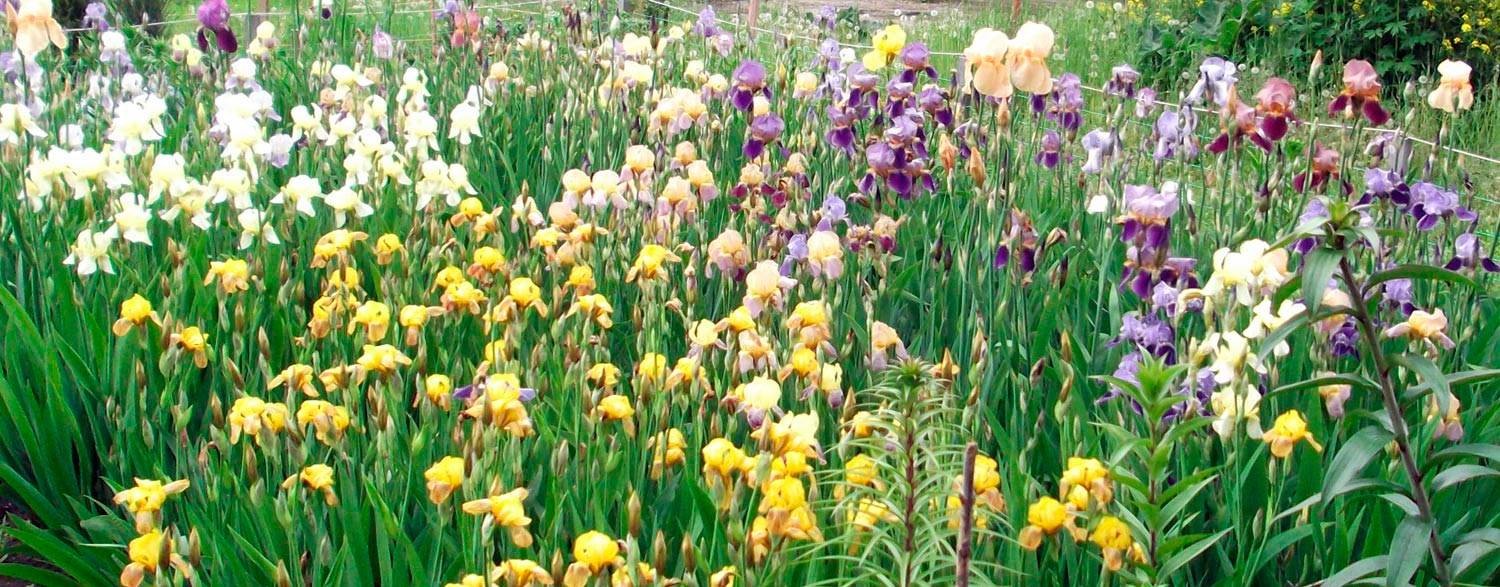 Ирисовый рай