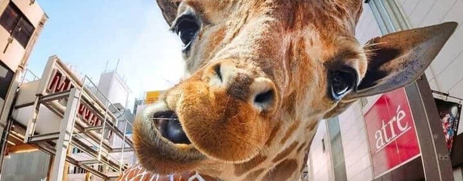 Звездный БлогДог