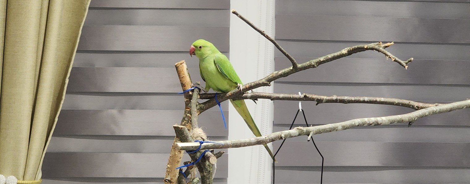 Попугай Рики