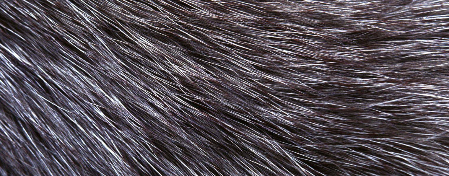 Серый волк норы