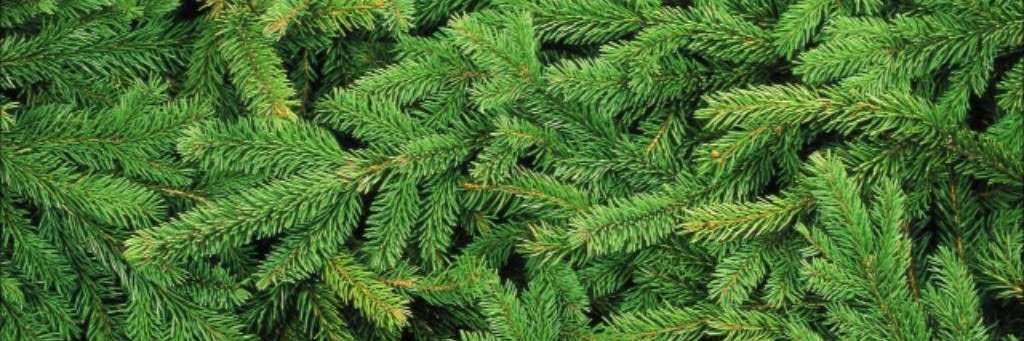 Карельский Турист