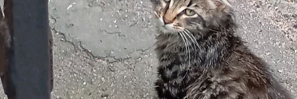 Лисёнок Вилли