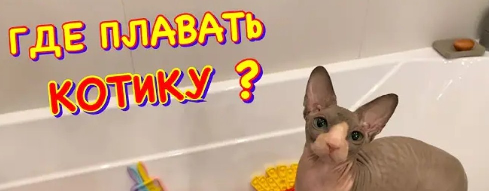 Кот миллион