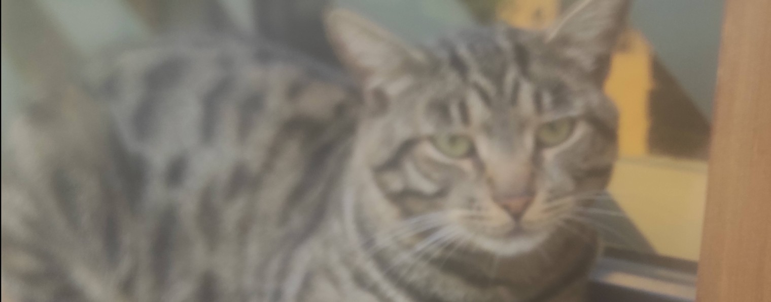 Котя на пофигизме