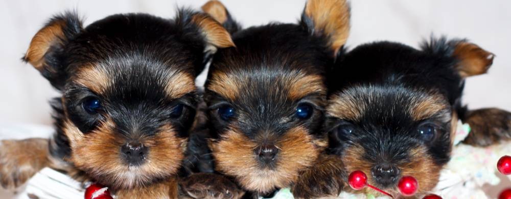 Йорки-хобби