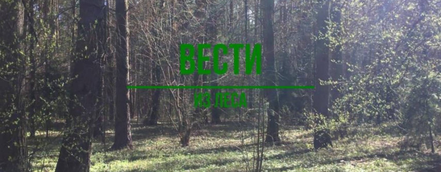Вести из леса