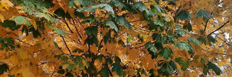 Людмила Карпова