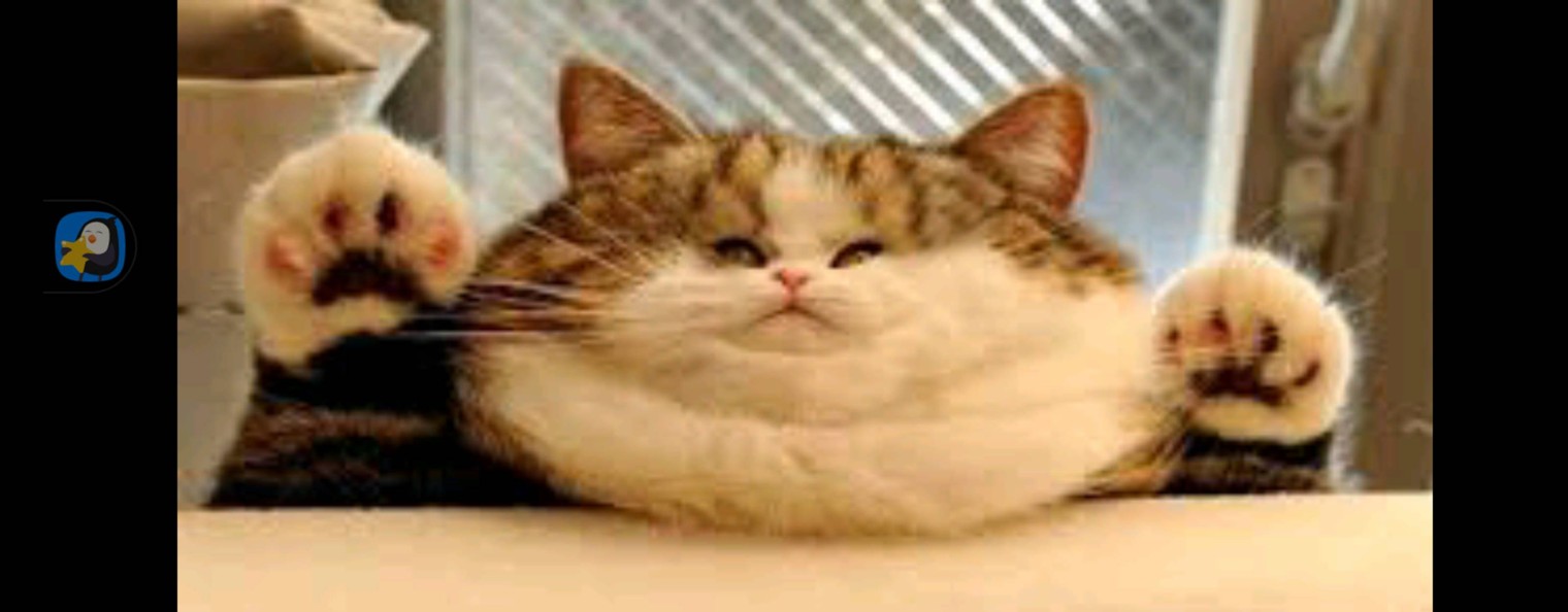 Коты и собаки