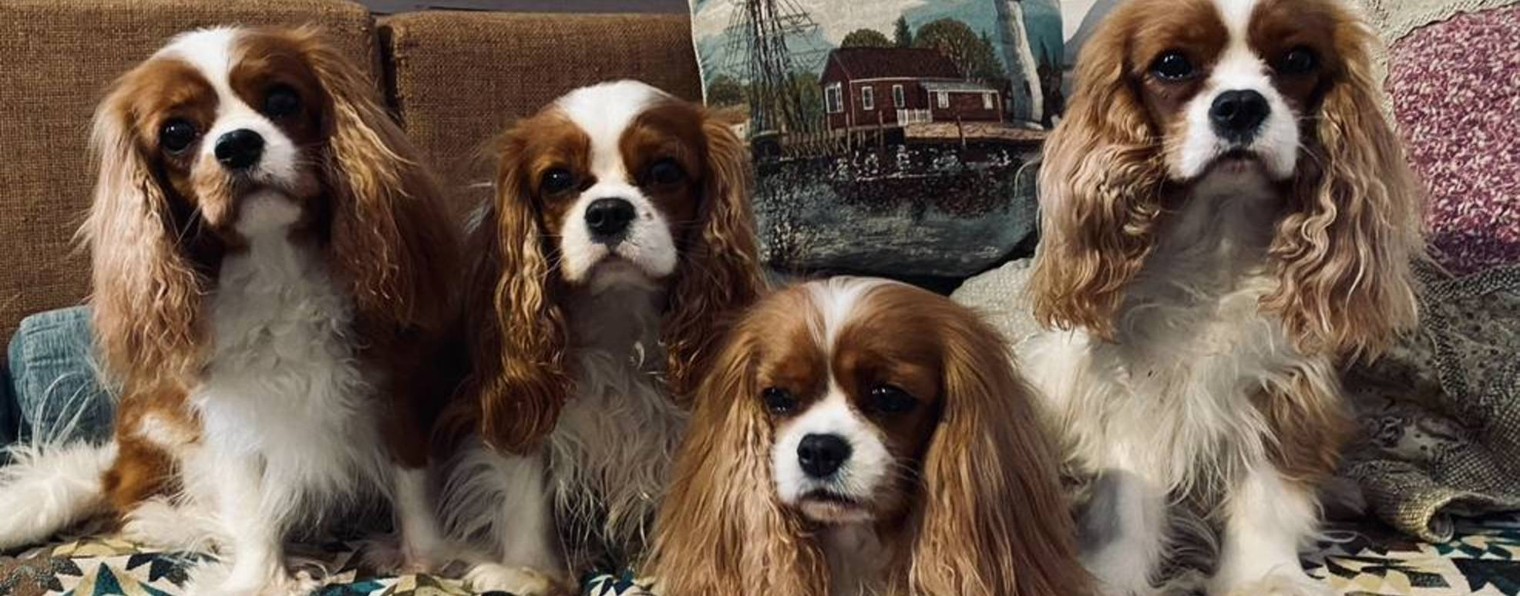 Питомник Кавалер Кинг Чарльз Спаниелей Альбарелла