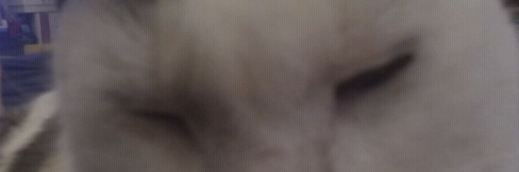 Вася примудрый