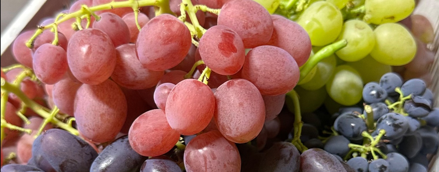 Виноградный питомник в Апшеронске